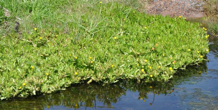 Cotula coronopifolia | PlantZAfrica